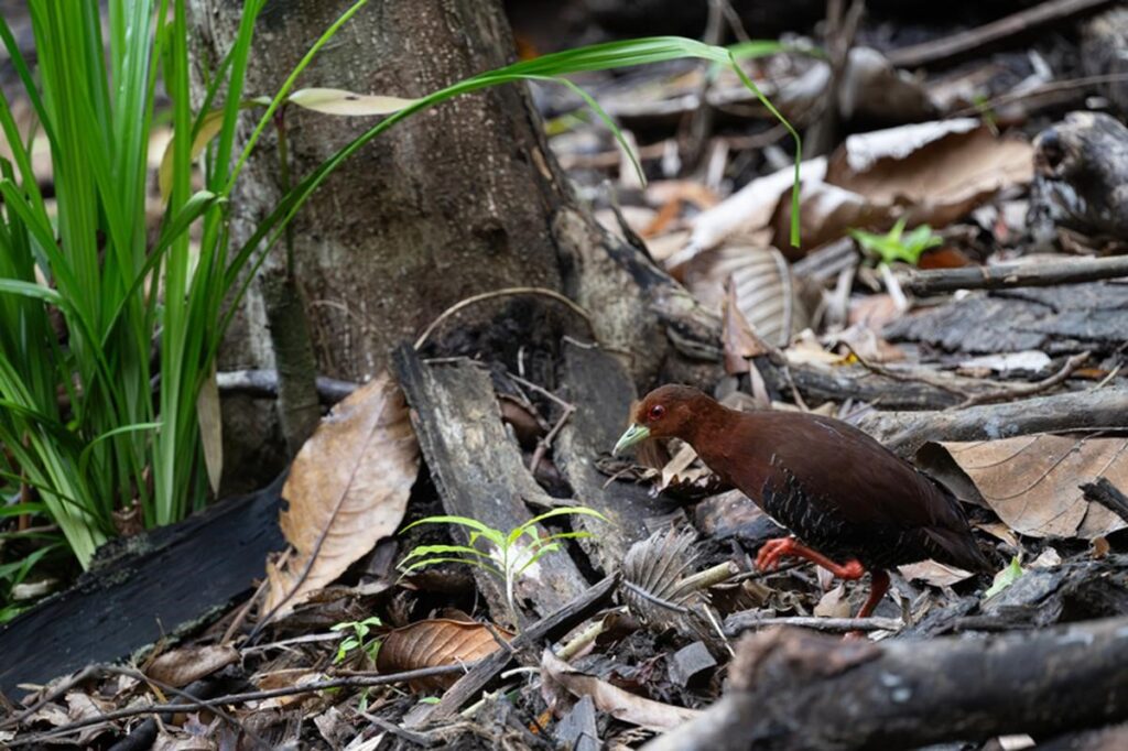 New Species Highlight Great Nicobar Biodiversity